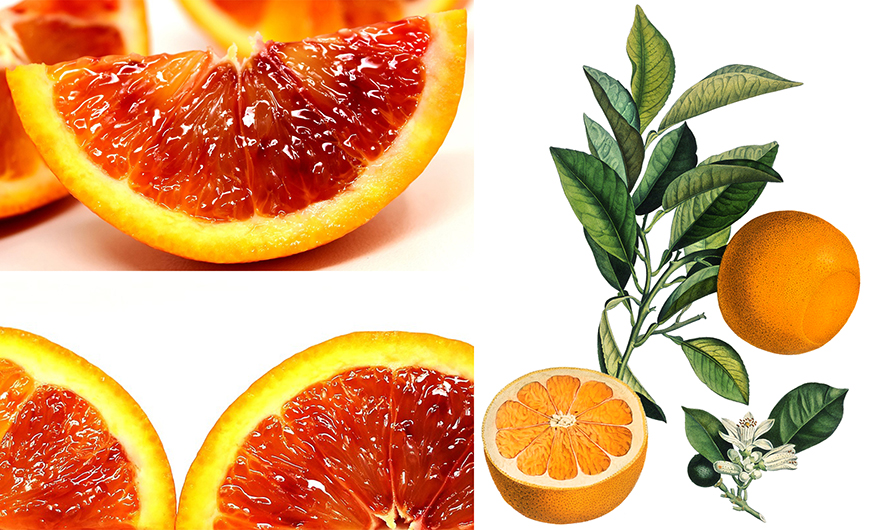 Les parfums hespéridés